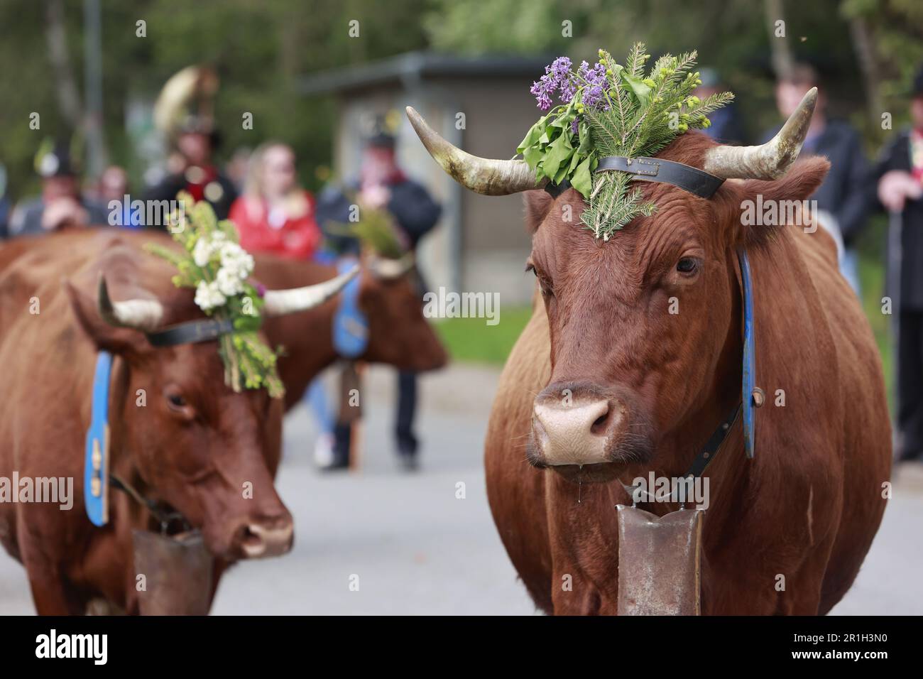 14 May 2023, Saxony-Anhalt, Tanne: Cows of the species Harzer Rotes ...