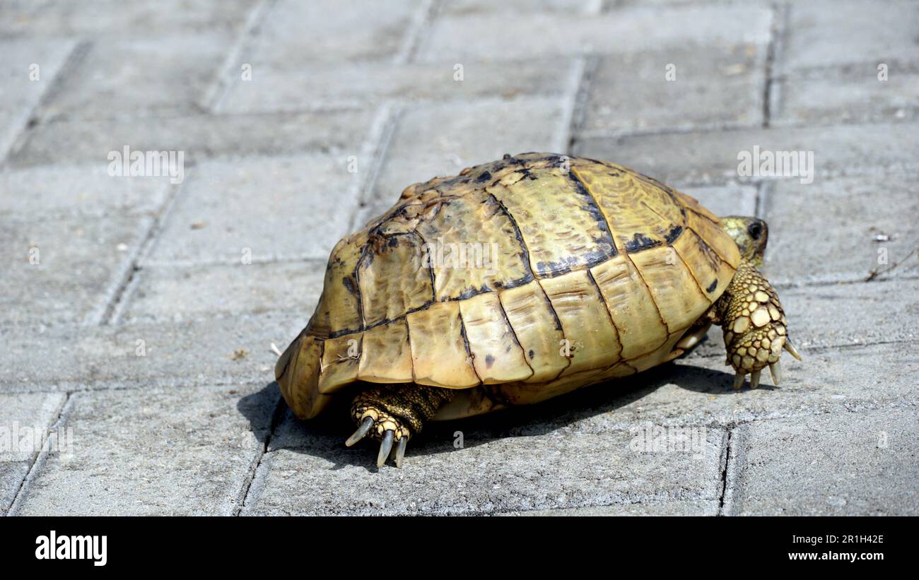 Large turtle crossing the pavement street very slowly Stock Photo - Alamy