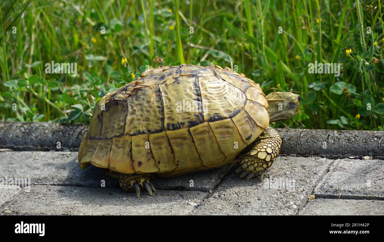 Large turtle crossing the pavement street very slowly Stock Photo - Alamy