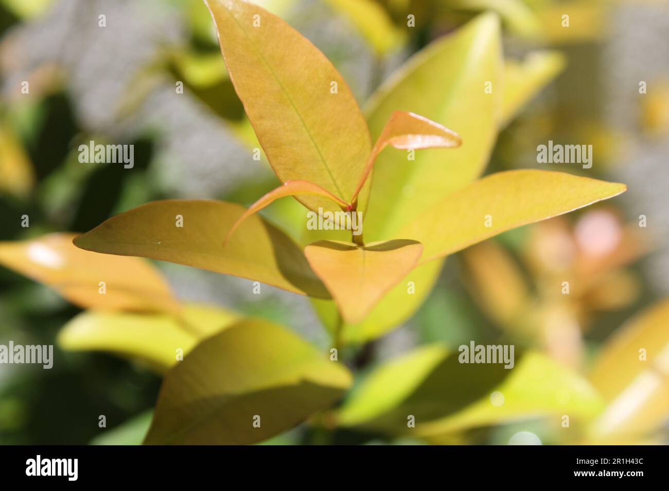Green Plant Leef Stock Photo - Alamy