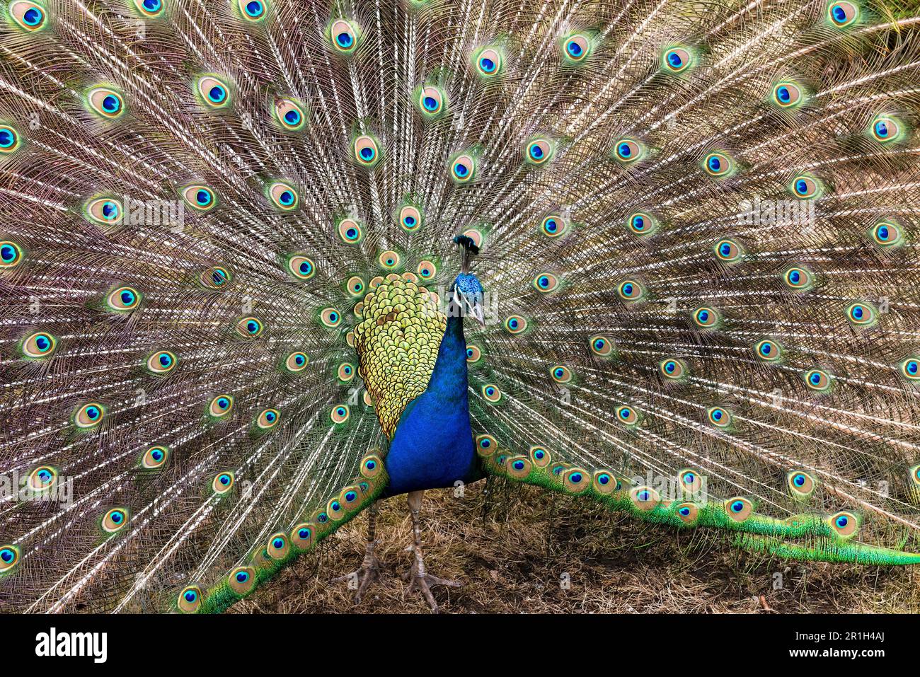 a Peacock displaying its unique, splendid, luminous colors as it fans ...