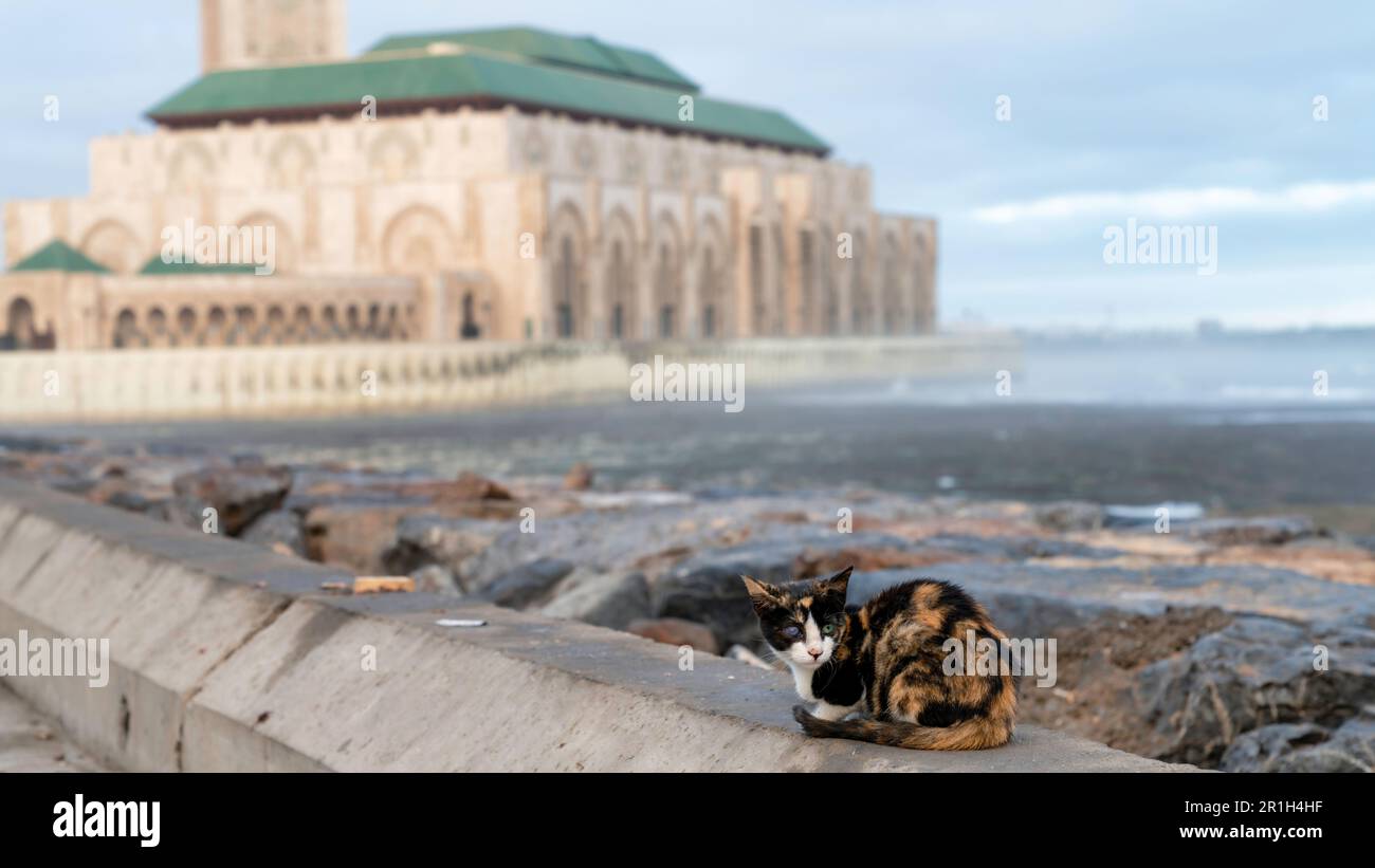 Casablanca, Morocco -April 2023: Cat with Hassan II Mosque in the ...