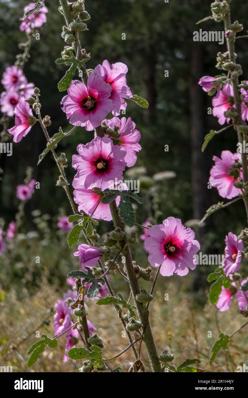 Large pink flowers of common Hollyhock Mallow or Malva alcea close up ...