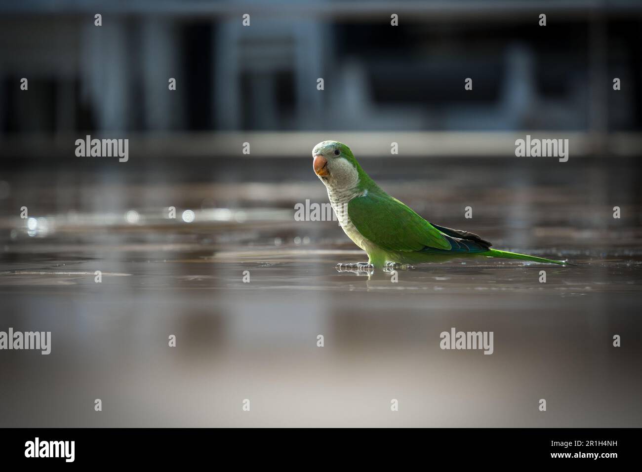 Green parrot - a.k.a. Monk Parakeet - standing in a puddle, in a park ...