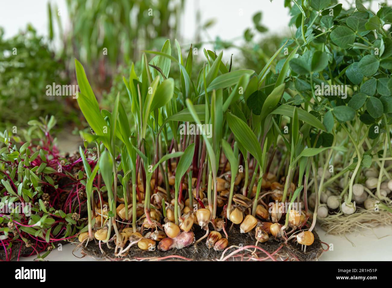 Microgreens with seeds and roots. Germination of microgreens Stock ...