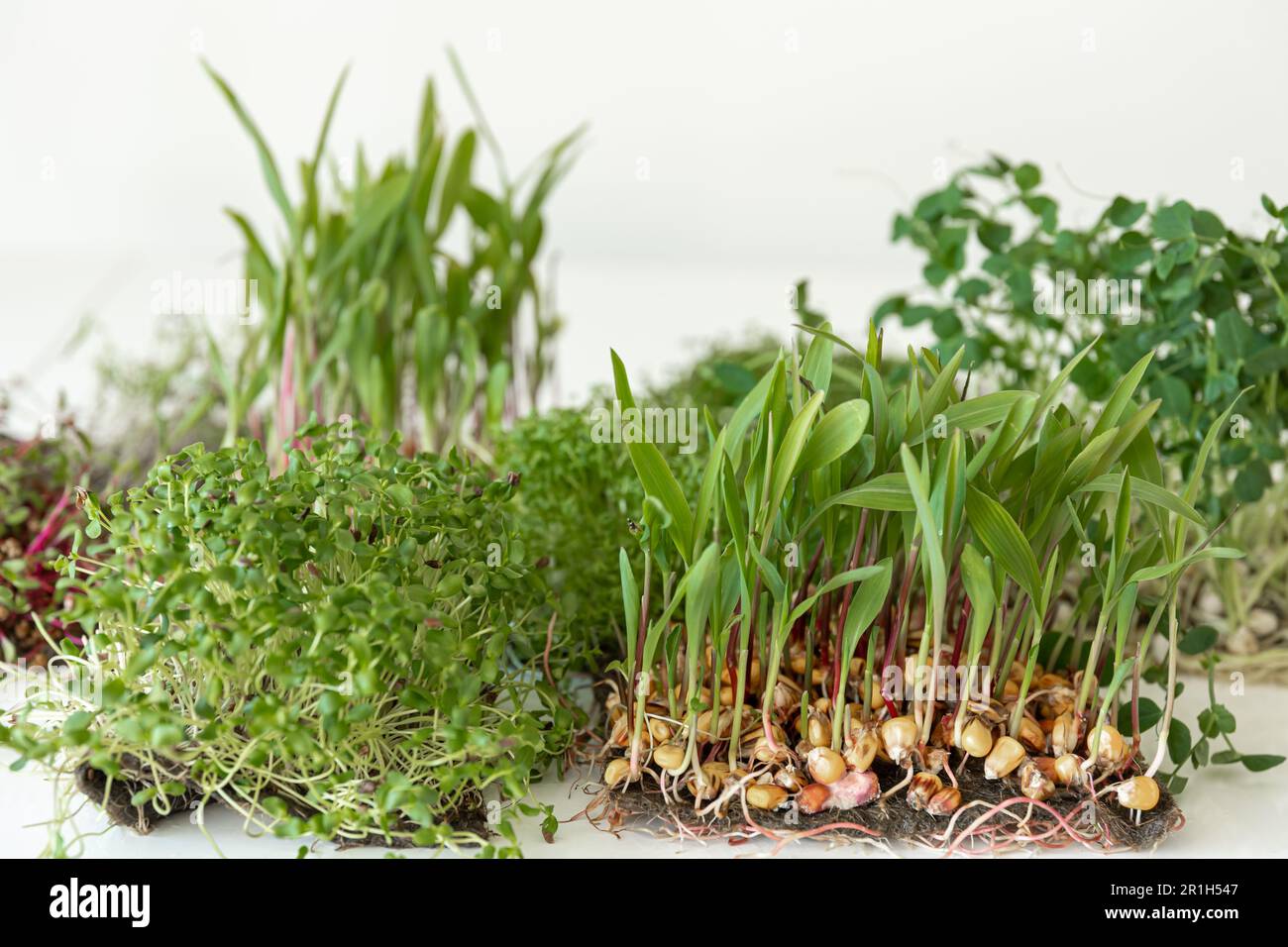 Microgreens with seeds and roots. Germination of microgreens Stock ...