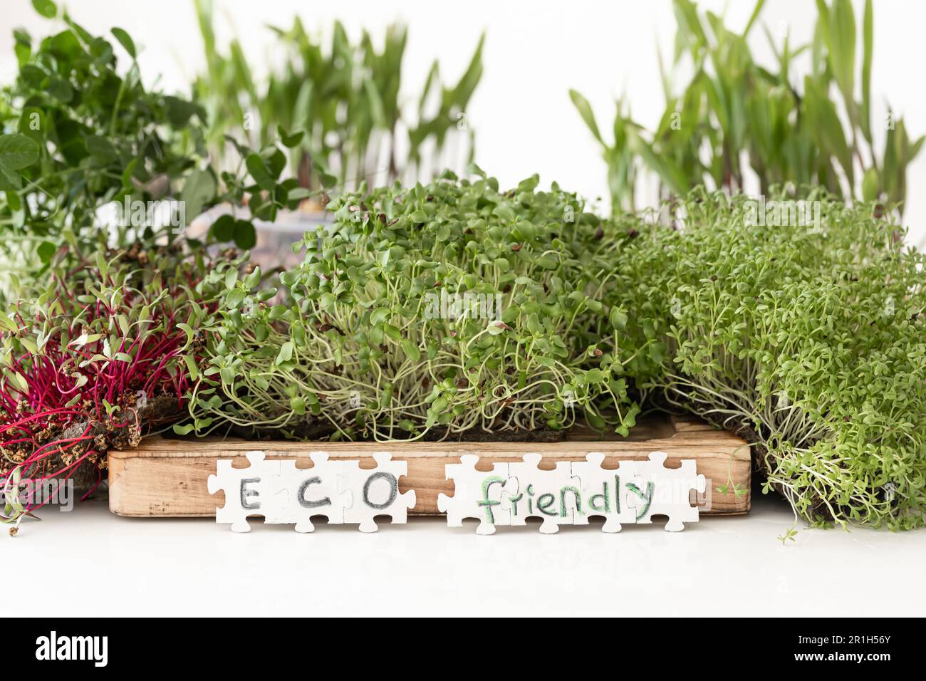 Radish microgreens with seeds and roots. Germination of seeds at home ...