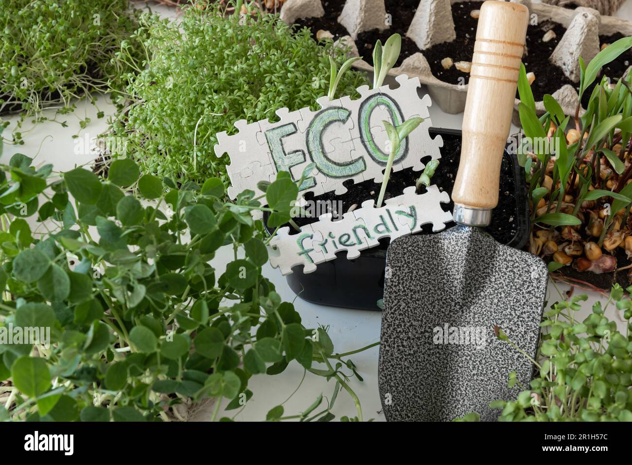 Germination of microgreens. Germination of seeds at home Stock Photo ...