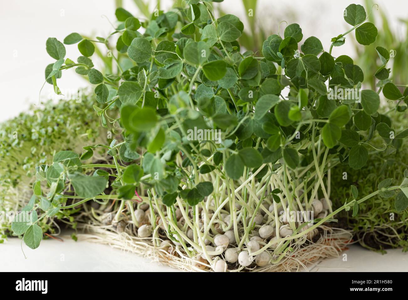 Germination of microgreens. Germination of seeds at home Stock Photo ...