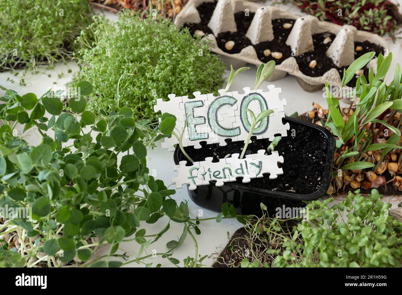 Germination of microgreens. Germination of seeds at home Stock Photo ...