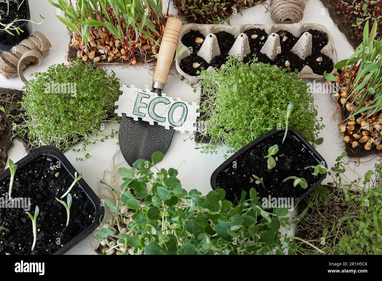 Germination of microgreens. Germination of seeds at home Stock Photo ...