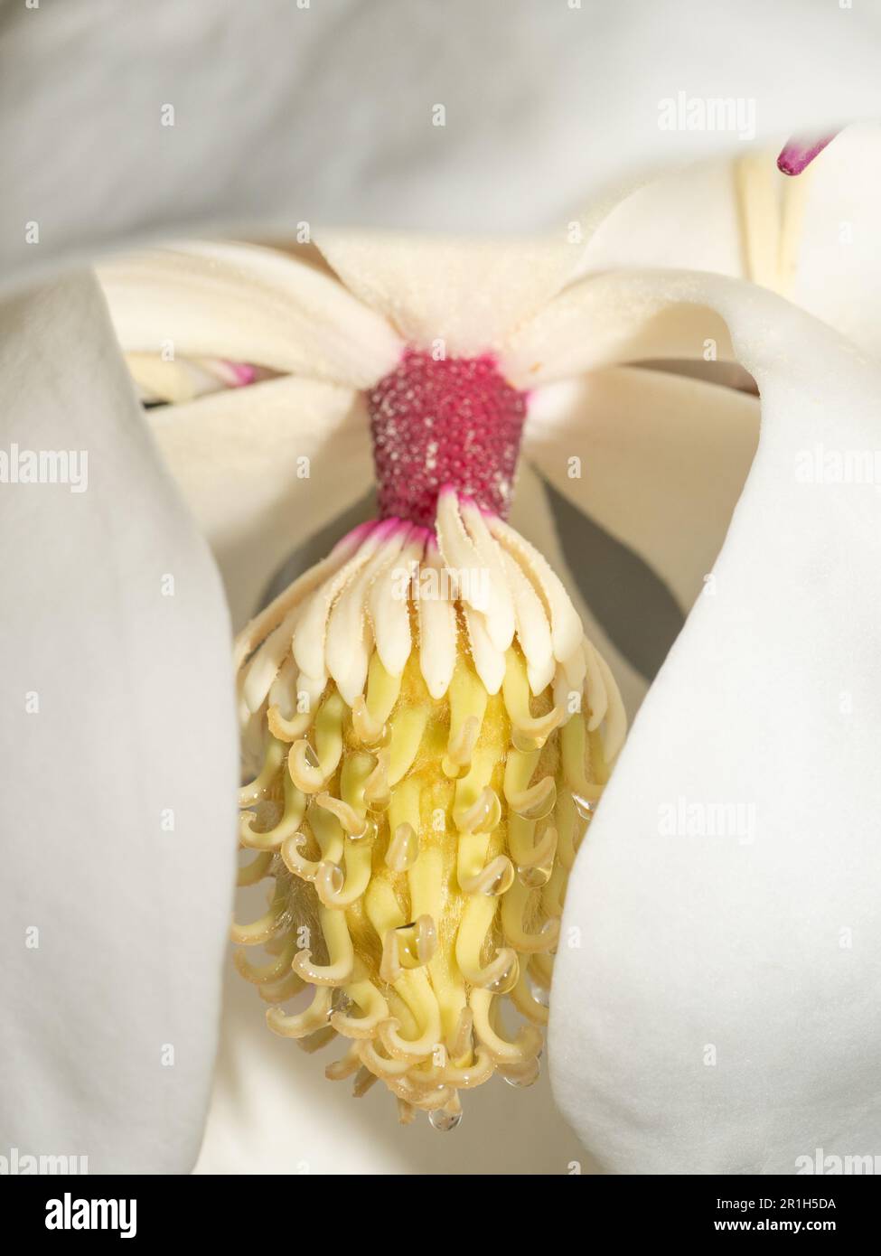 Macro image of a white Southern magnolia flower with pollen visible on ...