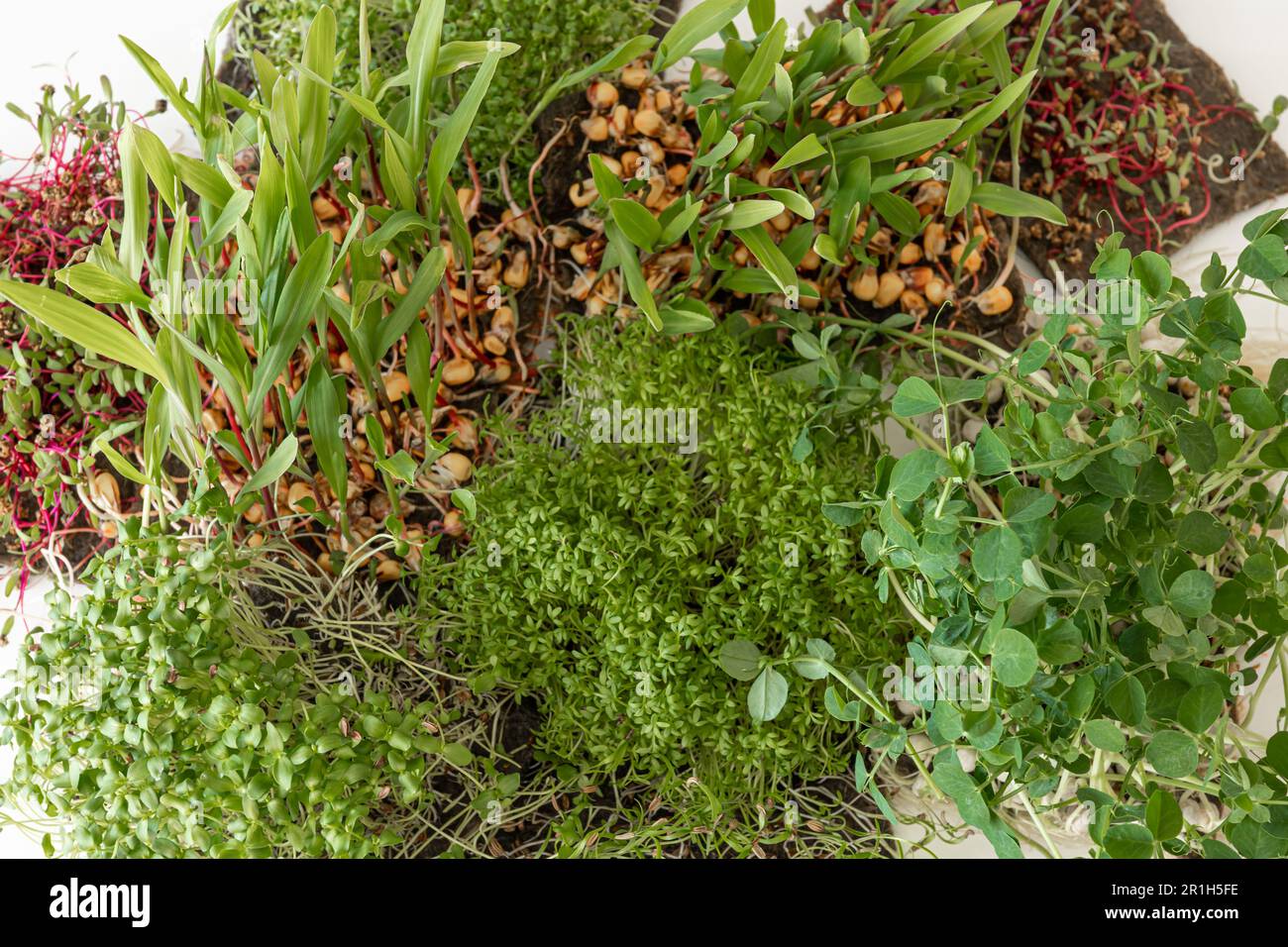 Microgreens with seeds and roots. Germination of microgreens Stock ...