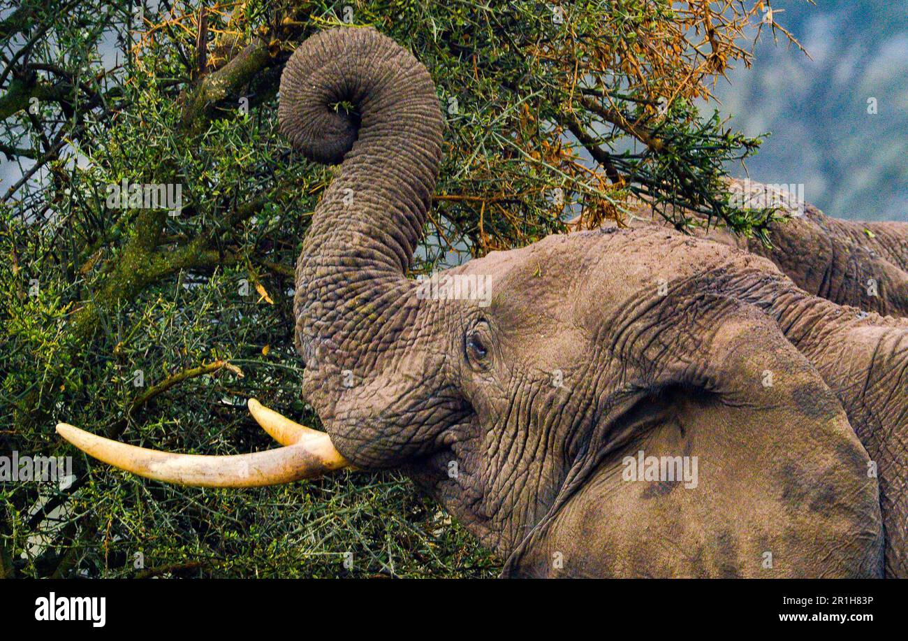 Elephant trunk finger hi-res stock photography and images - Alamy