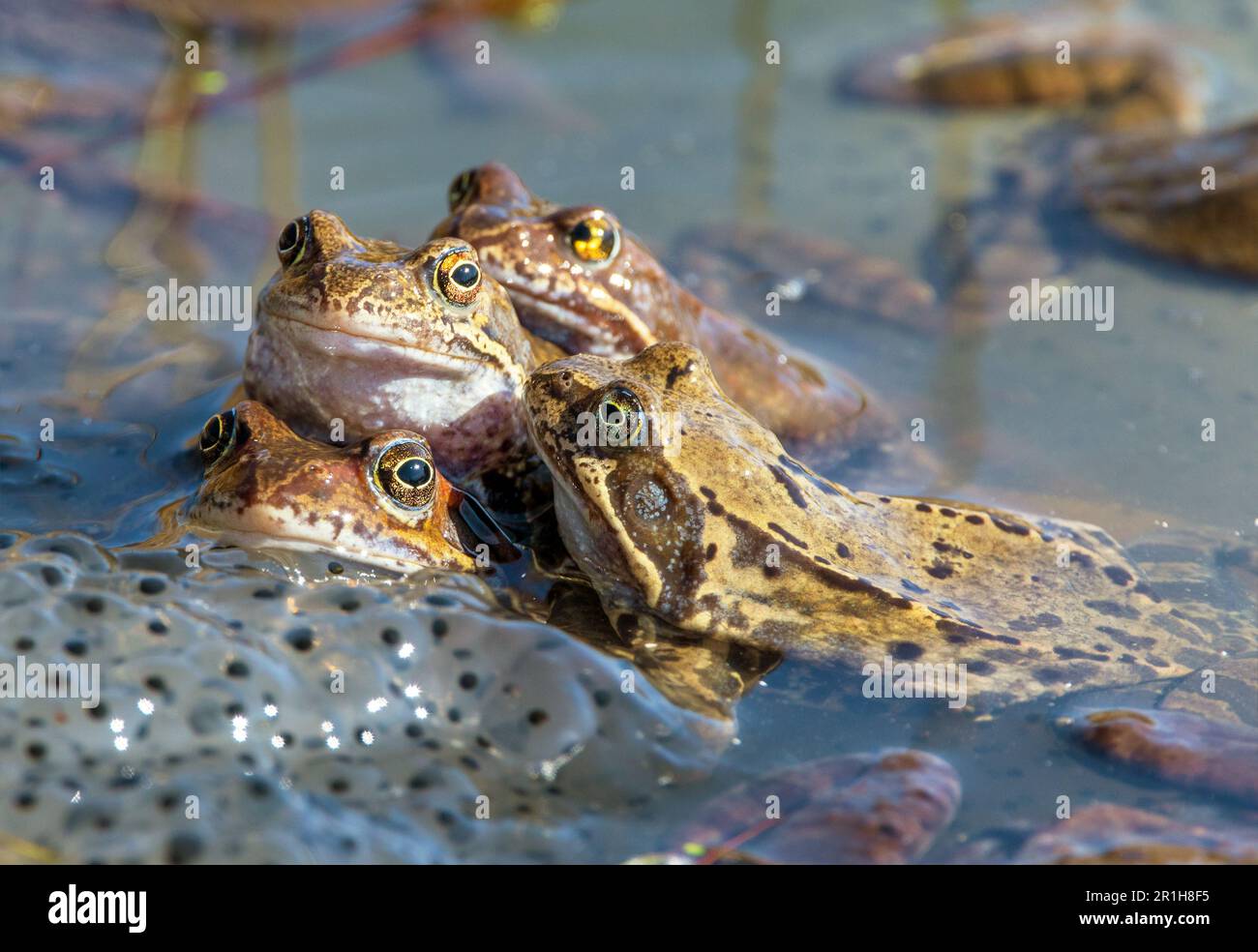 European Common brown Frogs in latin Rana temporaria with eggs Stock ...