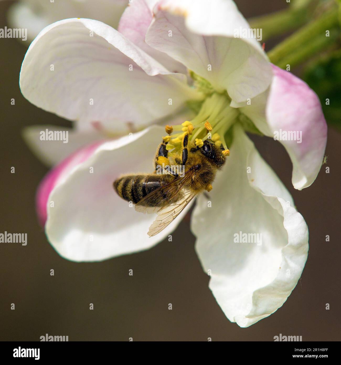 bee or honeybee in Latin Apis Mellifera, european or western honey bee ...