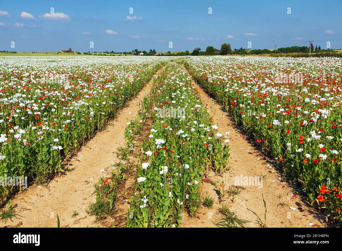 flowering opium poppy field in Latin papaver somniferum, poppy field ...
