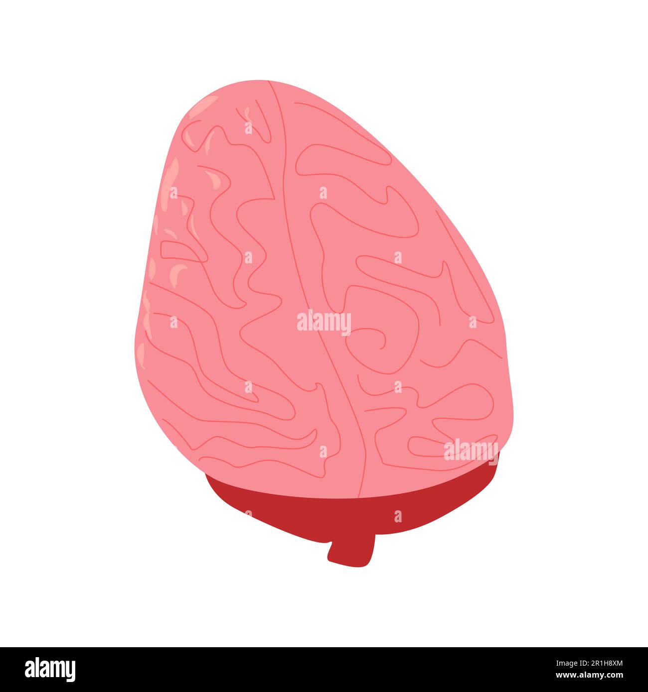 The cerebral cortex of a human brain Cut Out Stock Images & Pictures ...