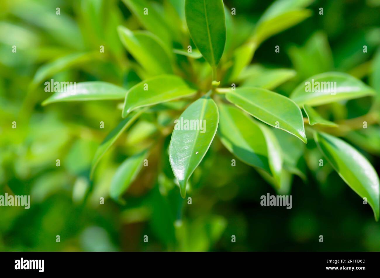 banyan tree or Ficus annulata or ficus bengalensis plant Stock Photo ...