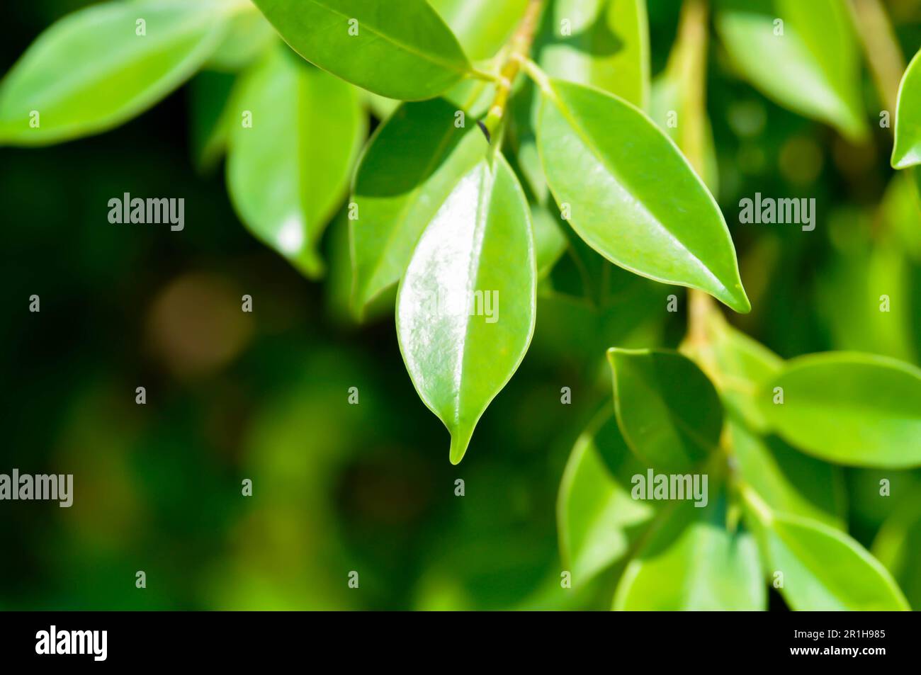 banyan tree or Ficus annulata or ficus bengalensis plant Stock Photo ...