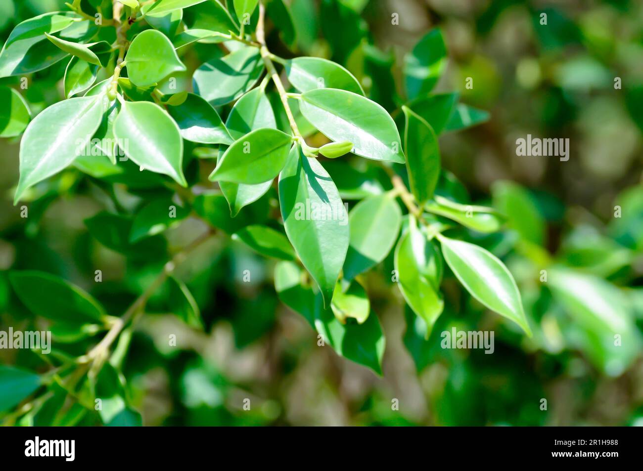 banyan tree or Ficus annulata or ficus bengalensis plant Stock Photo ...