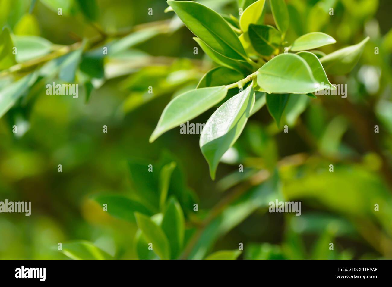 banyan tree or Ficus annulata or ficus bengalensis plant Stock Photo ...
