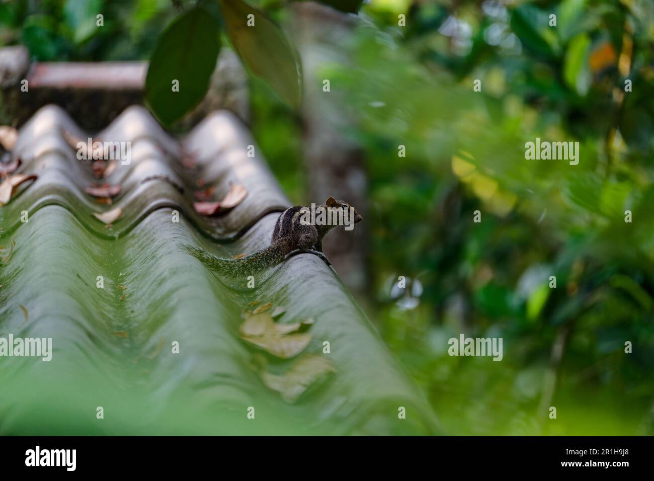 Chipmunk on tree house hi-res stock photography and images - Alamy