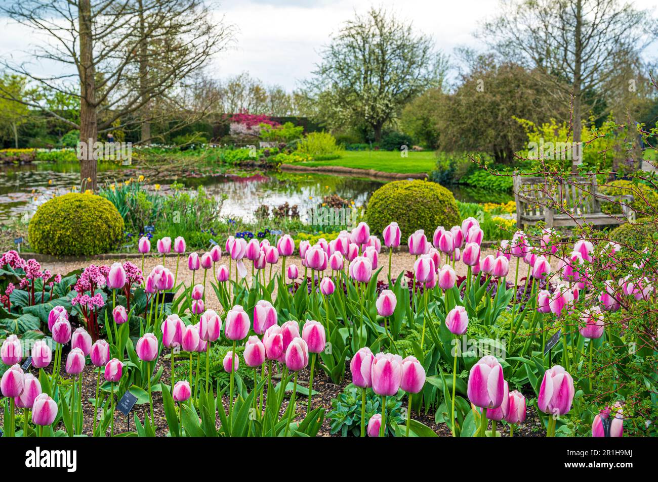 Tulips in spring around the upper pond area, including the reading room ...