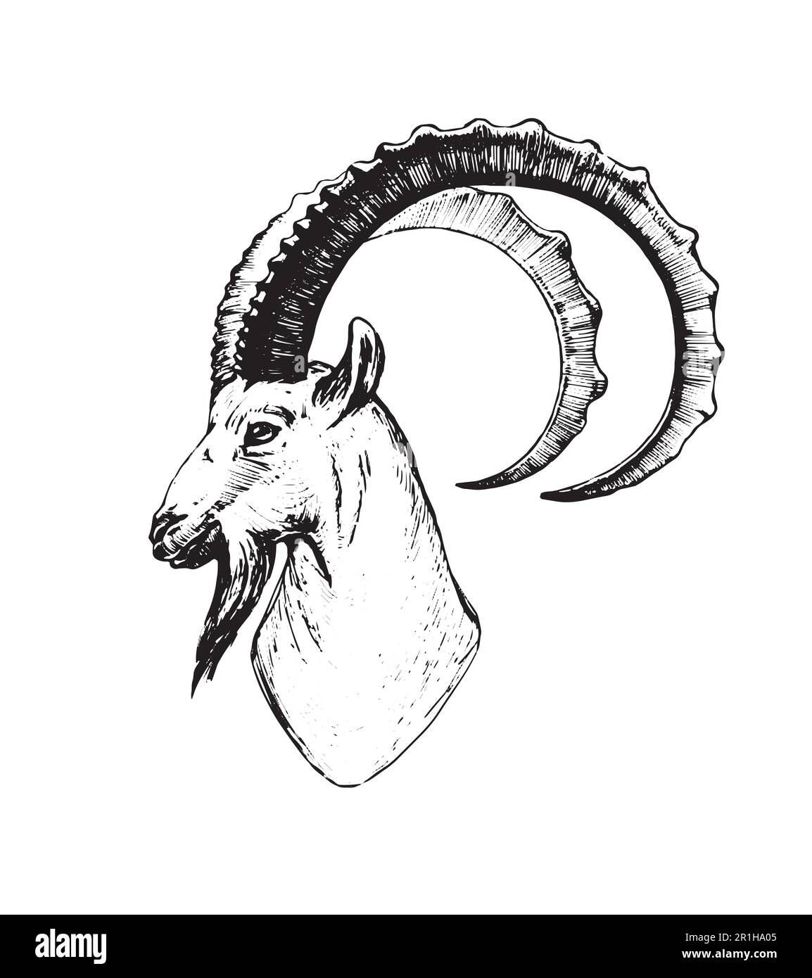 Ibex Vector