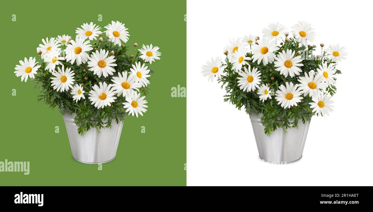 Daisies Blooming plant in a metal vintage bucket . Front view of daisy ...