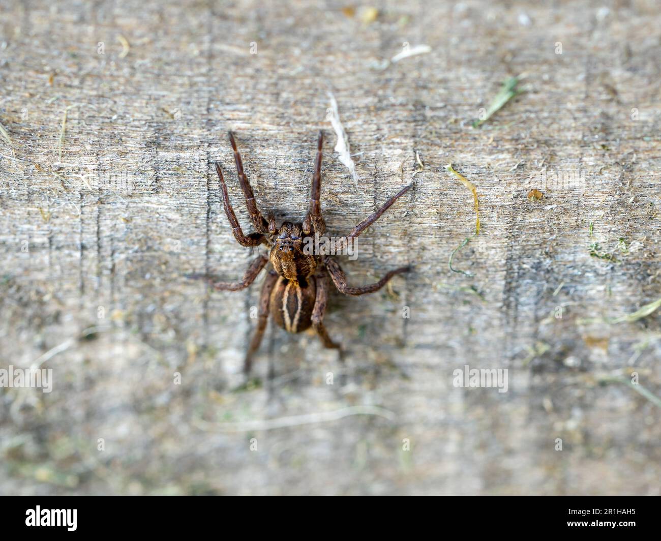 macro shot spider on the wall Stock Photo - Alamy