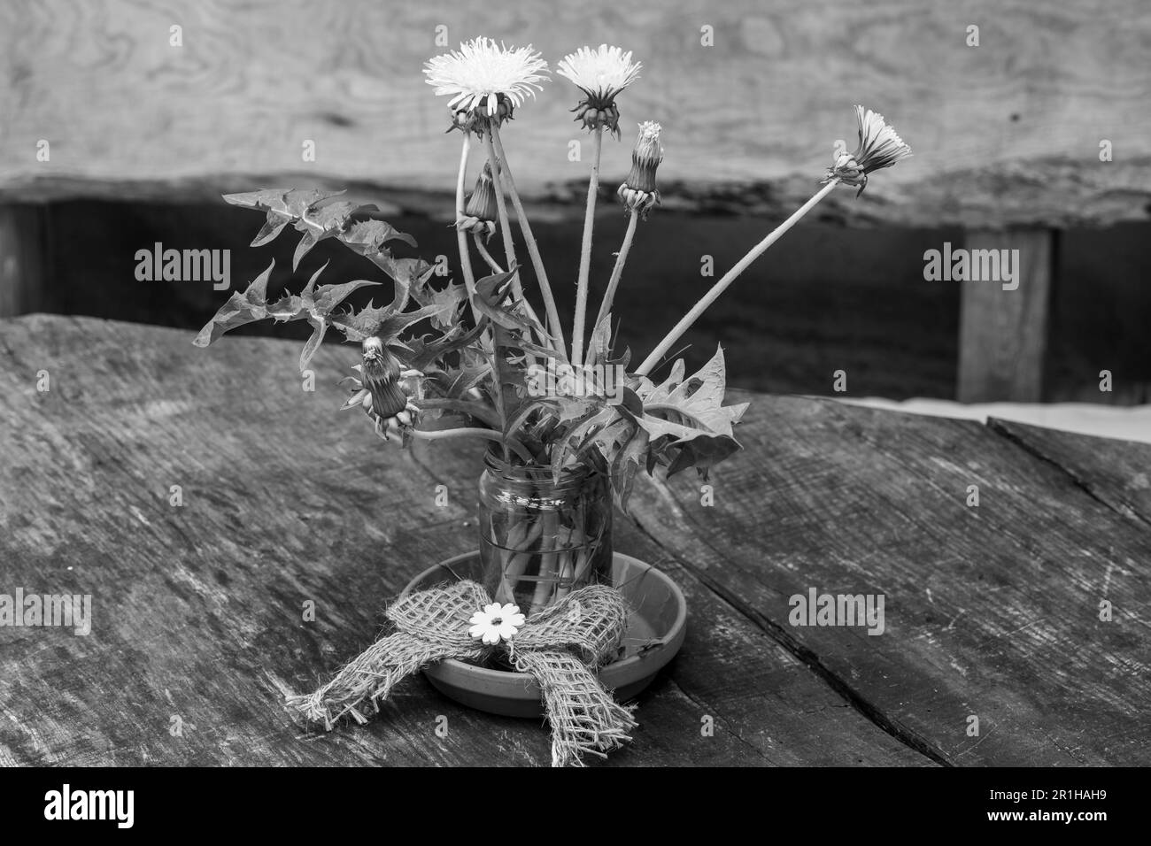 Sea pansy Black and White Stock Photos & Images - Alamy