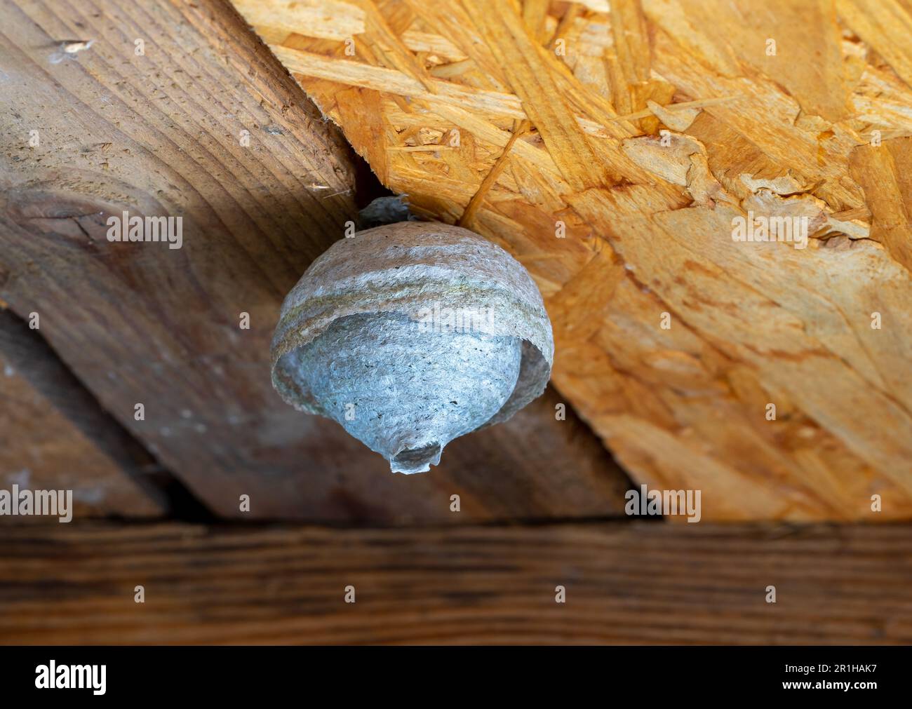 wasp nest cocon in the nature Stock Photo - Alamy