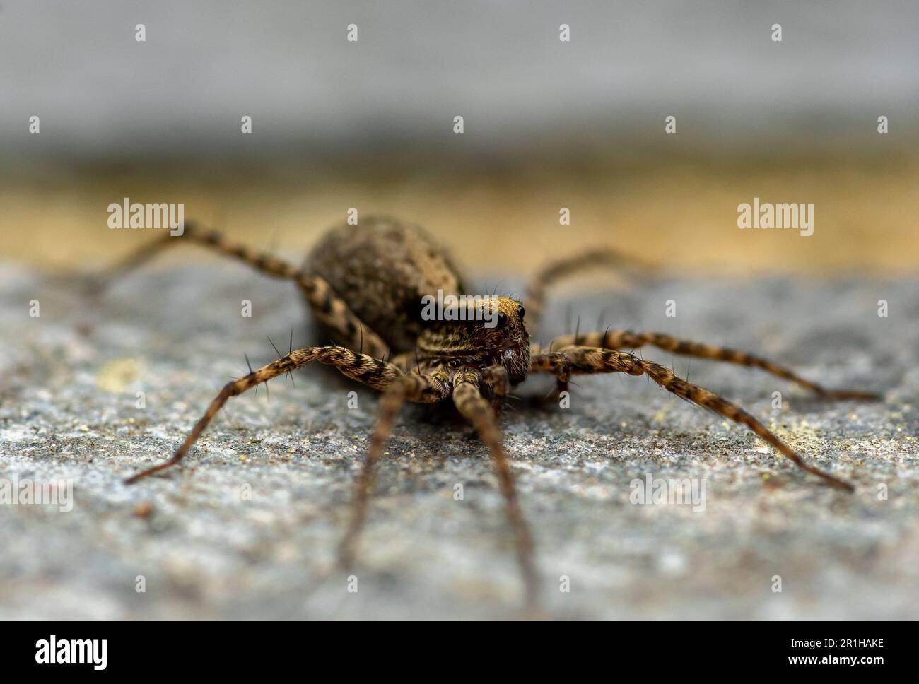 macro shot spider on the ground Stock Photo - Alamy