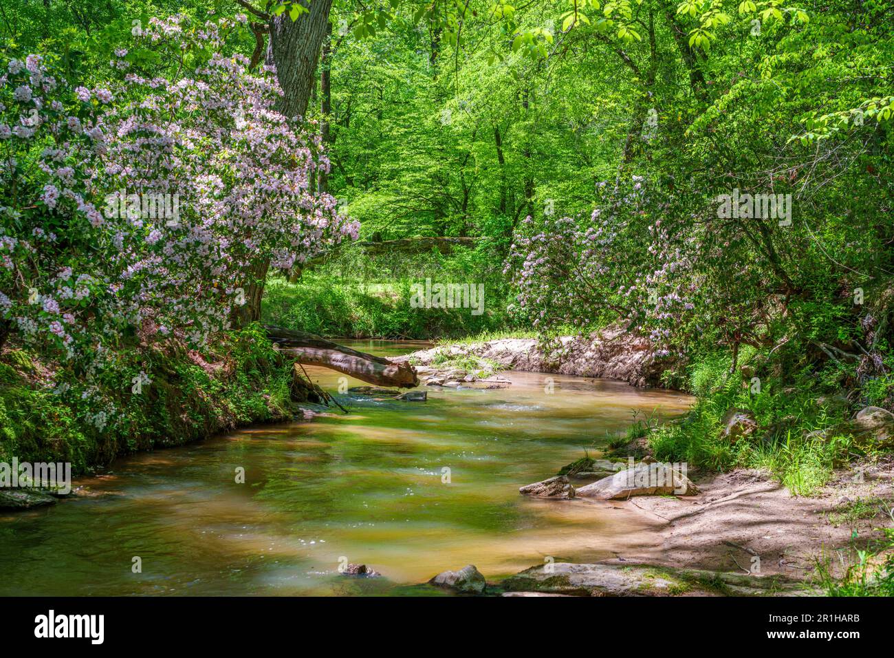 Mountain Laurel bloom along a small creek off the Apalachee River in ...