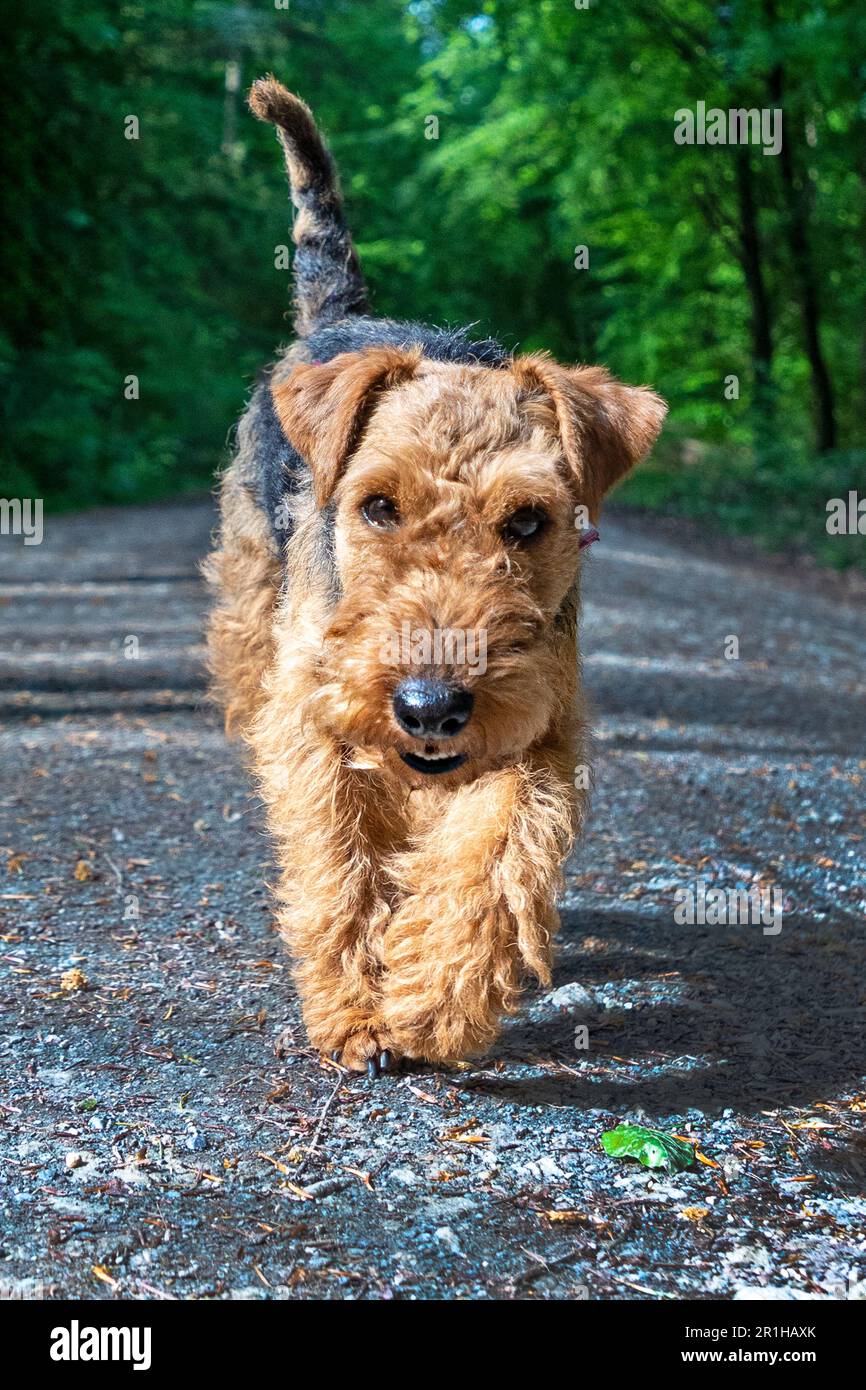 cute young small terrier on a walk in the forest Stock Photo - Alamy