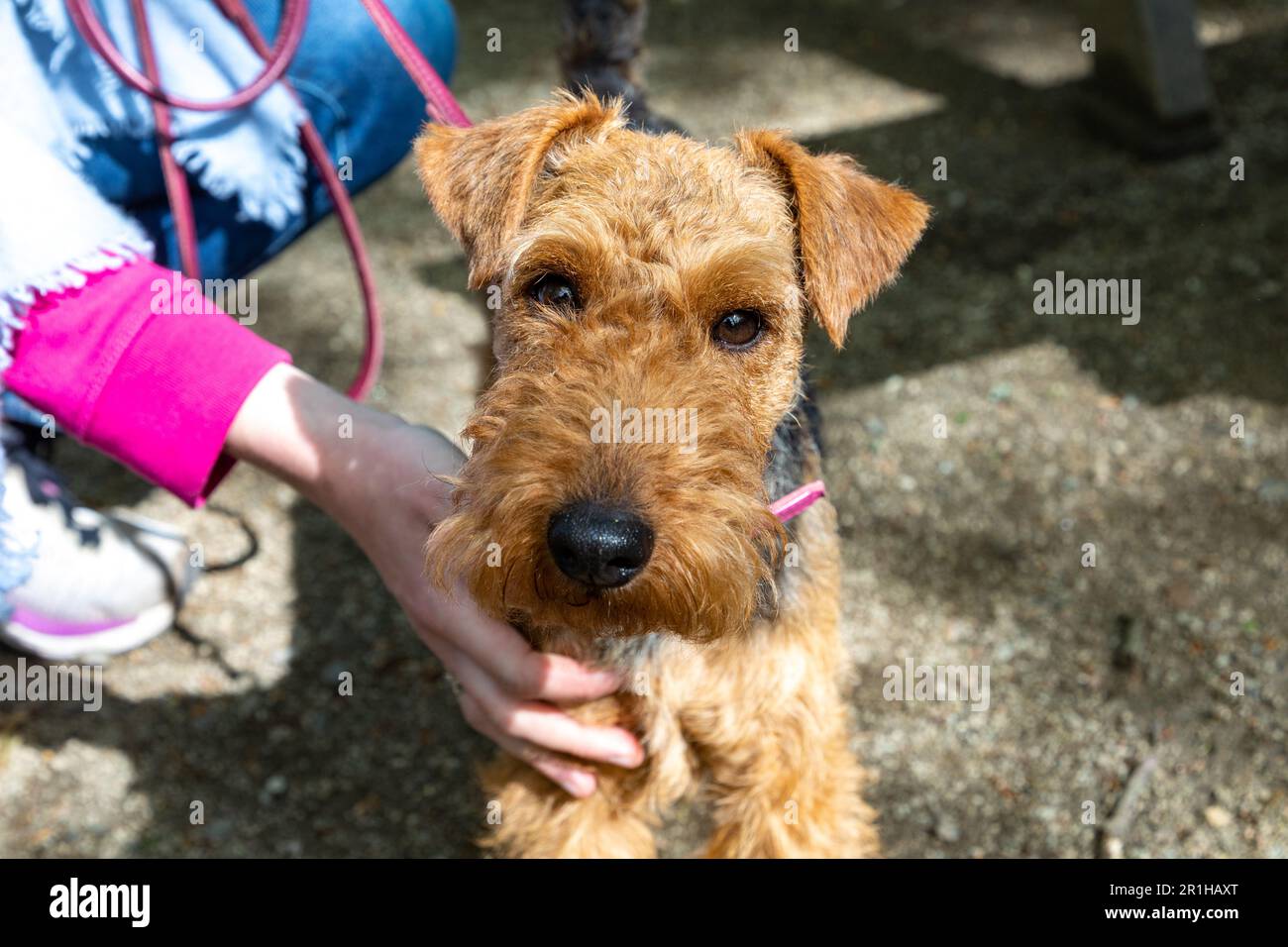 cute young small terrier on a walk in the forest Stock Photo - Alamy