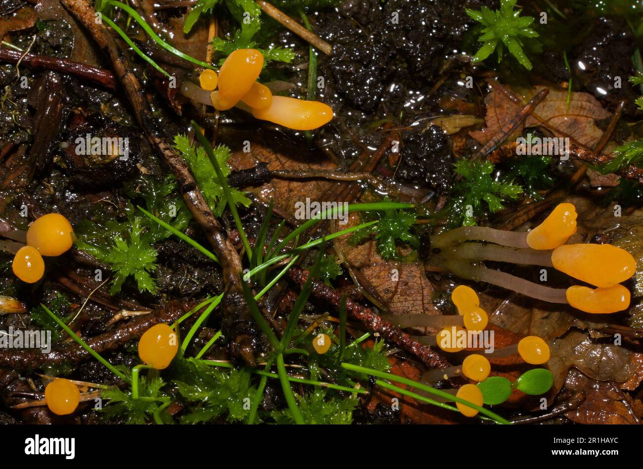 Fungus found throughout northern hemisphere hi-res stock photography ...
