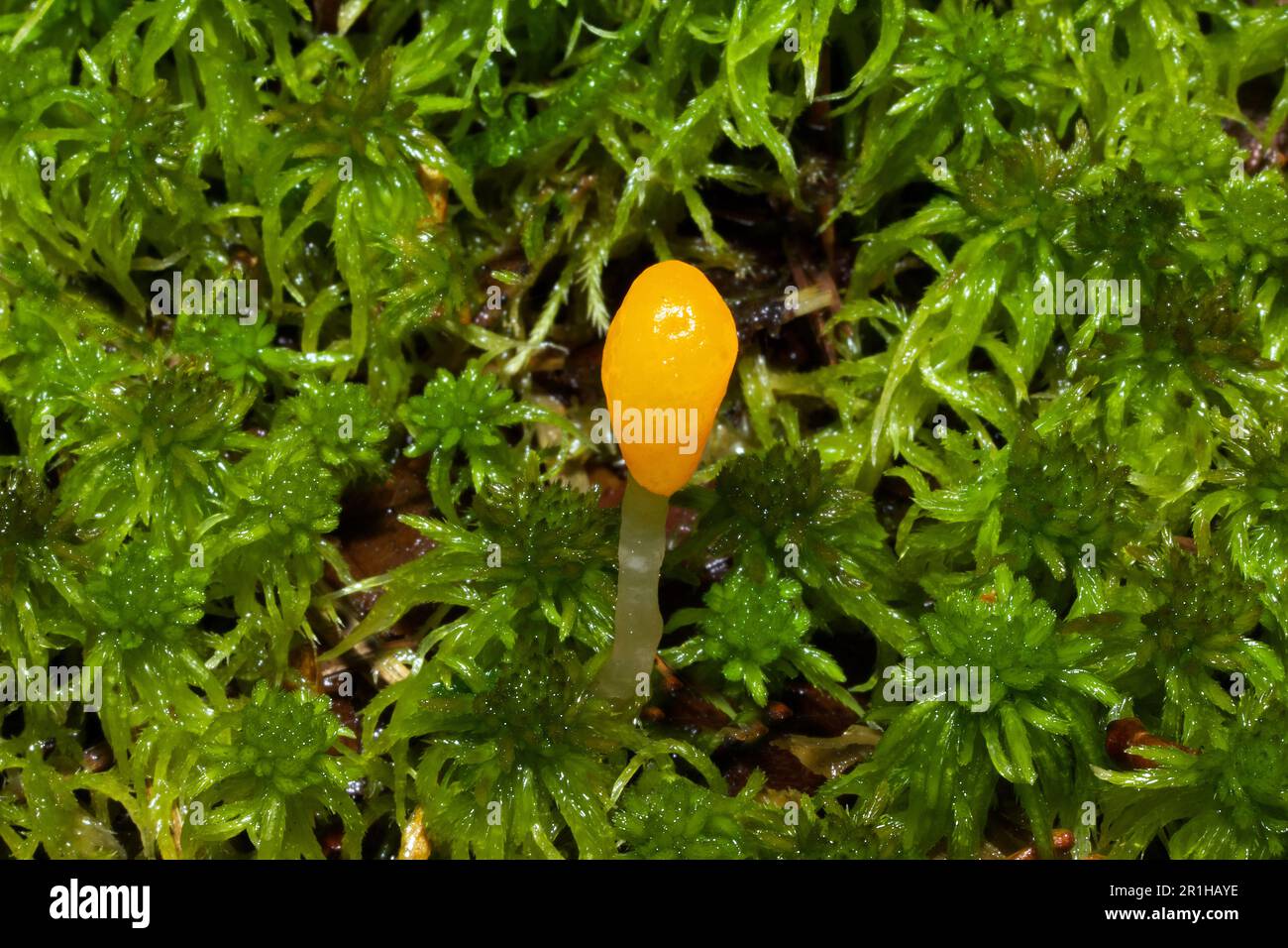 Fungus found throughout northern hemisphere hi-res stock photography ...