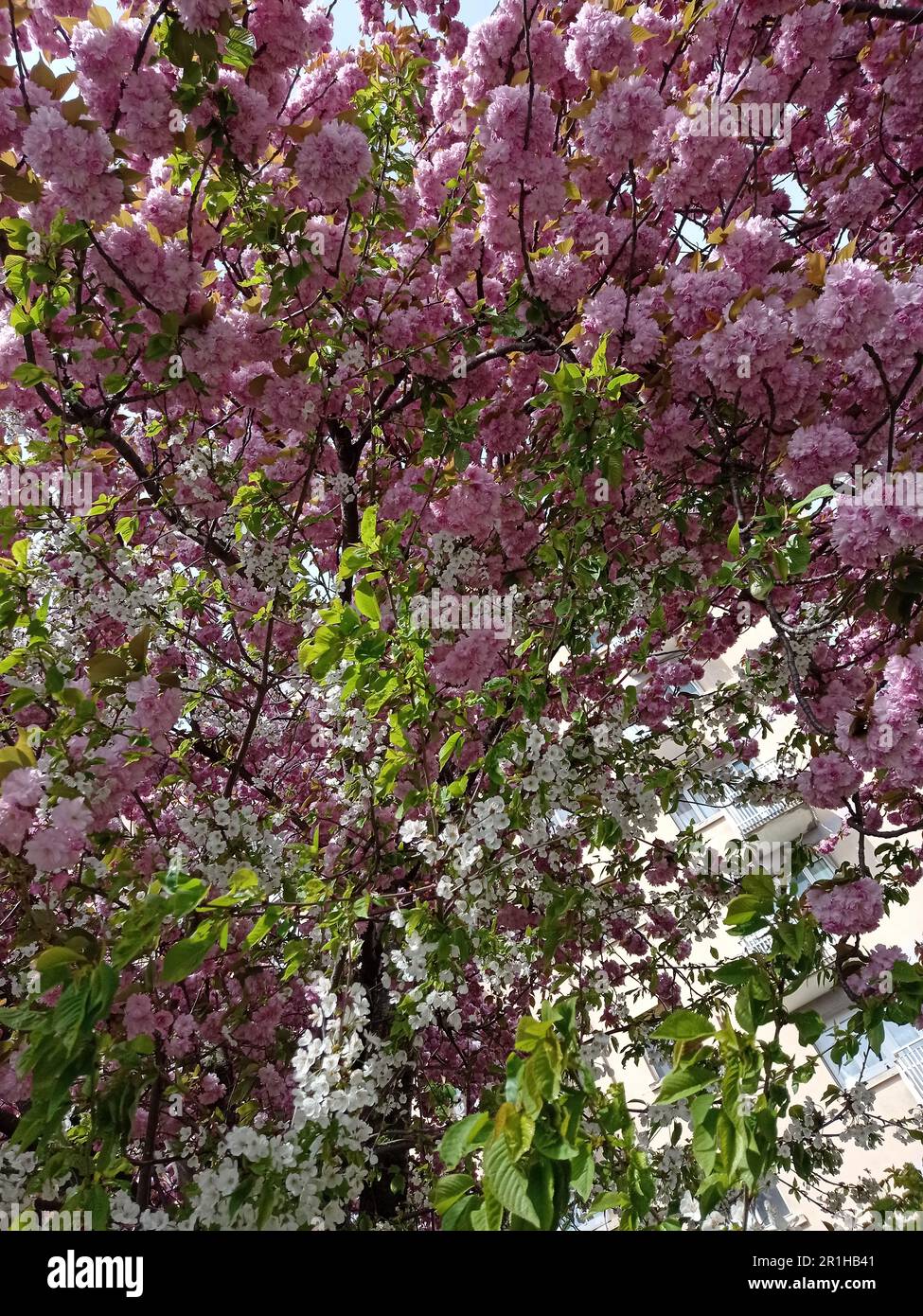 Arbre de printemps, France Stock Photo - Alamy