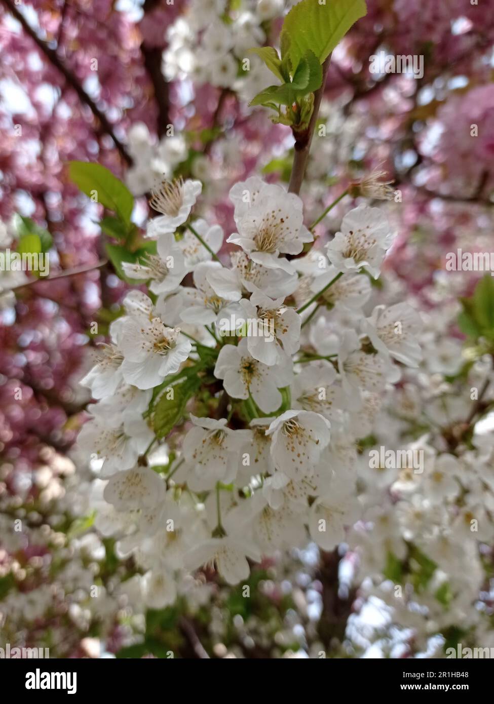 Arbre de printemps, France Stock Photo - Alamy