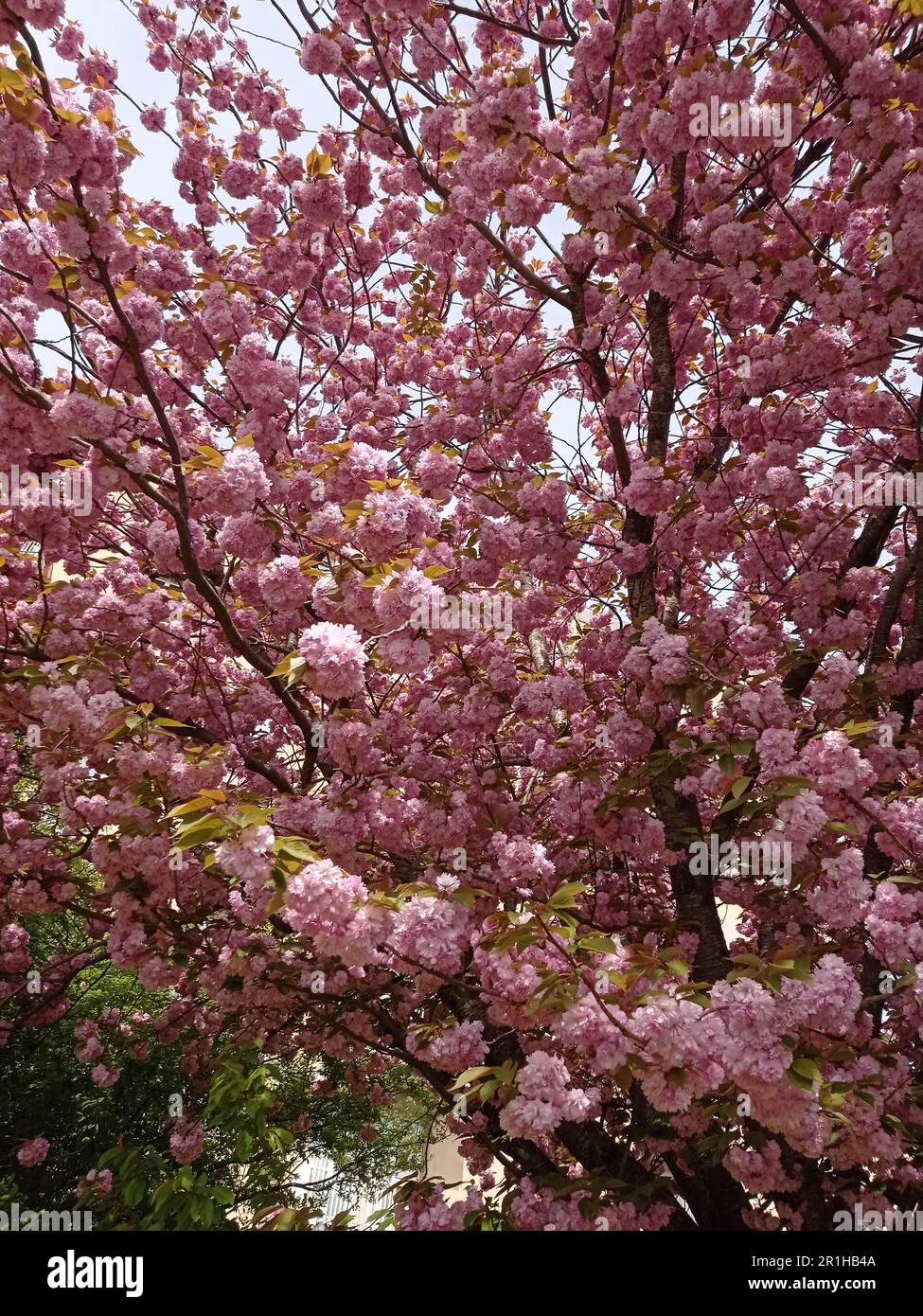 Arbre de printemps, France Stock Photo - Alamy