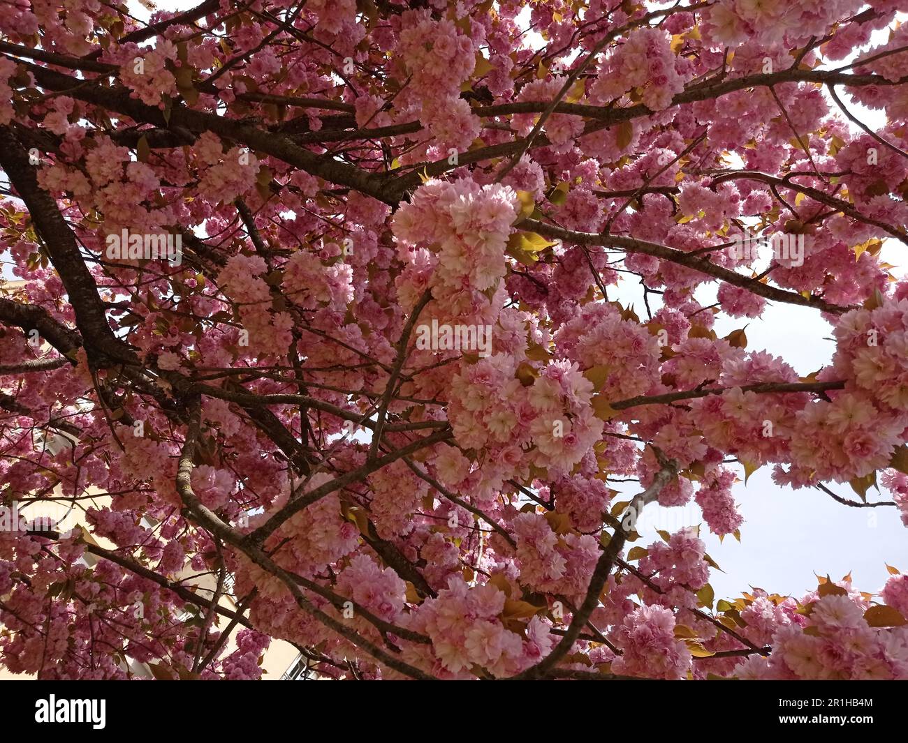 Arbre de printemps, France Stock Photo - Alamy