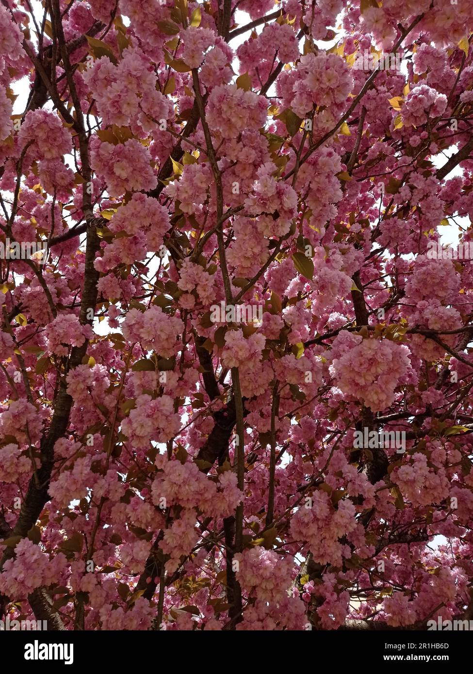 Arbre de printemps, France Stock Photo - Alamy