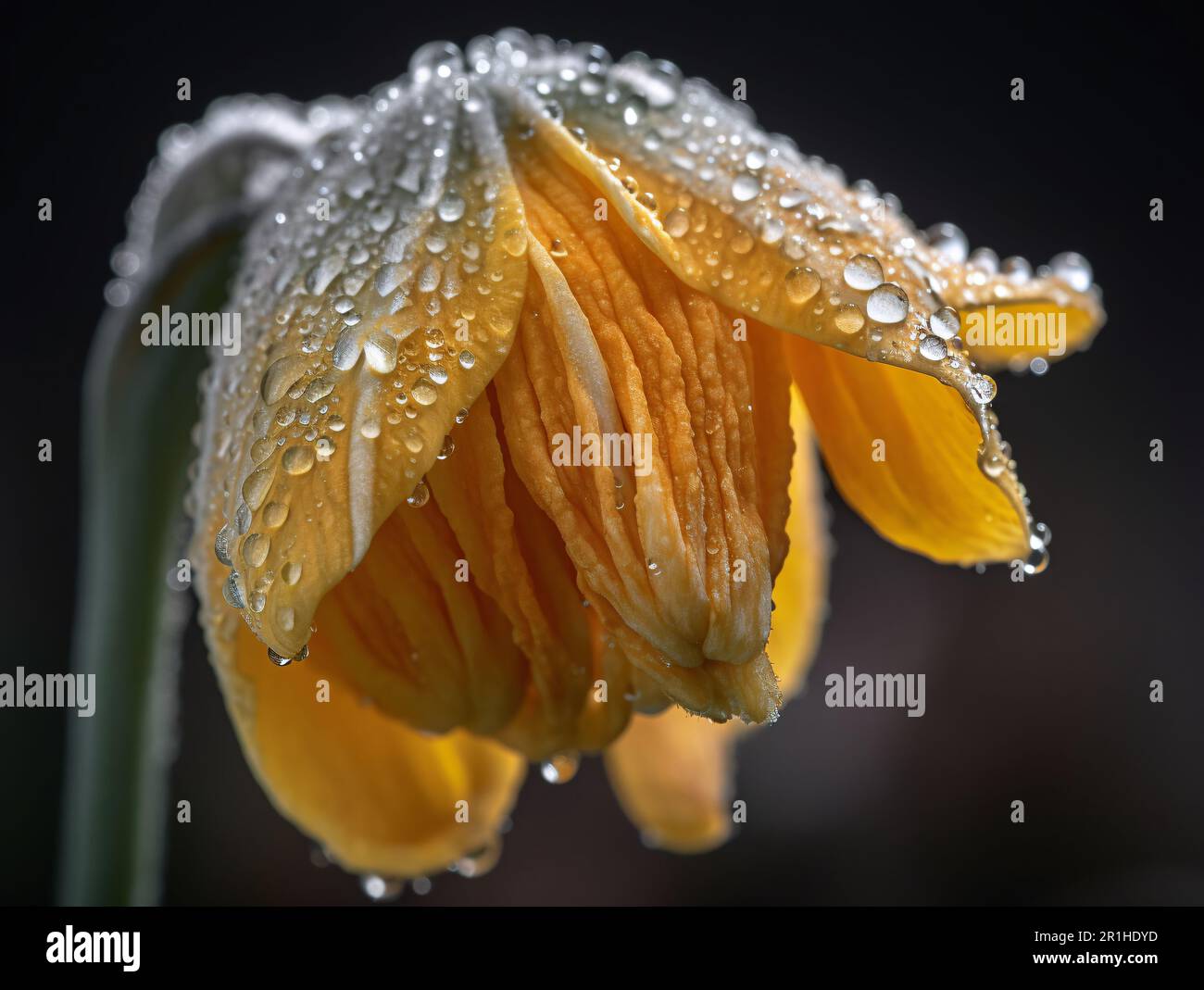 A stunning close-up of a dew-covered daffodil bloom, captured with ...