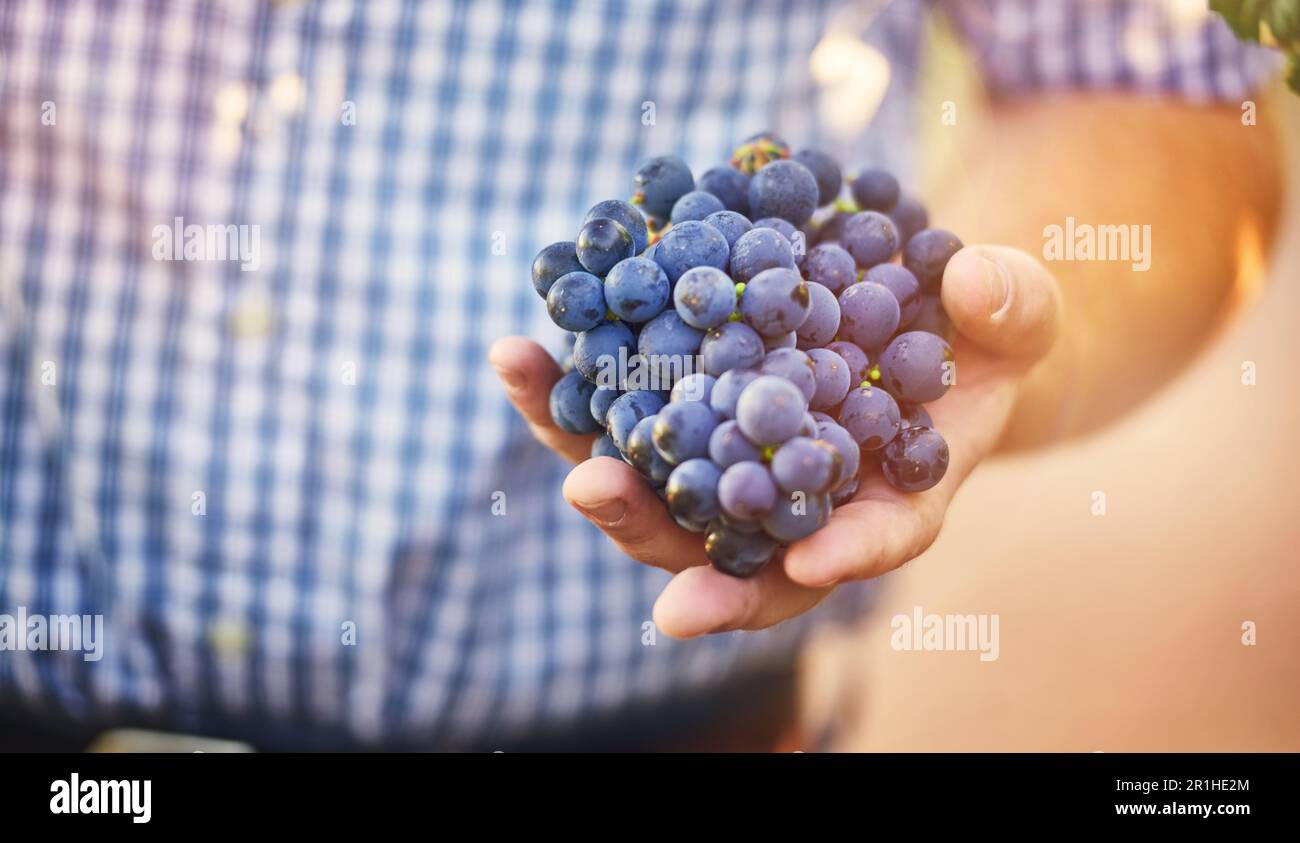 Isnt life grape. a man holding a bunch of grapes from his vineyard ...