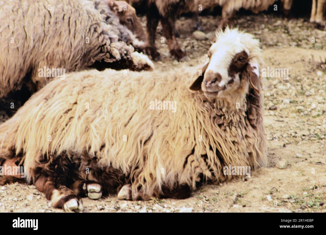 Jordan: Bedouin nomadic tribesmen / shepherds, take care of sheep in ...
