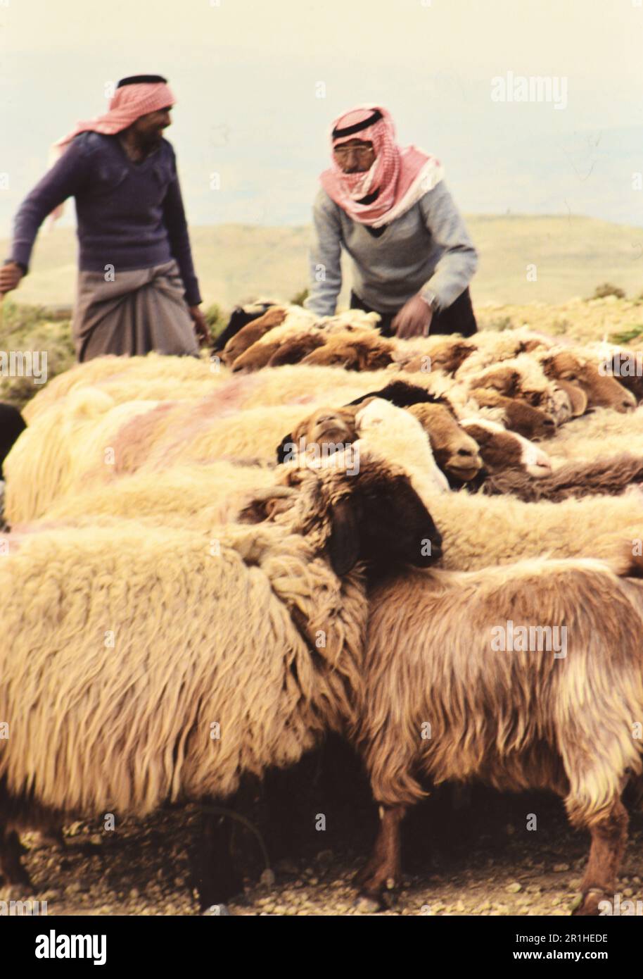 Jordan: Bedouin nomadic tribesmen / shepherds take care of sheep in the ...