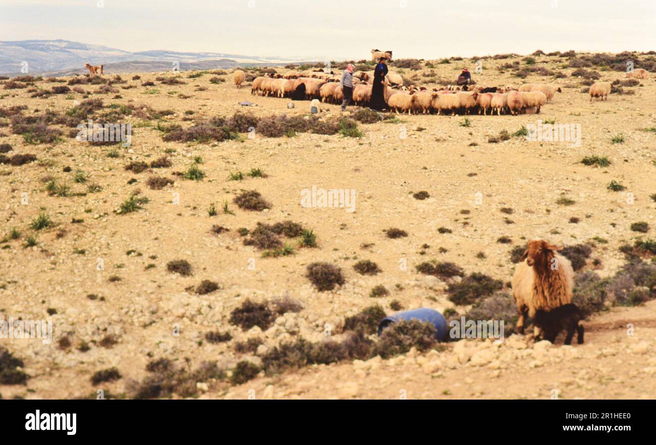 Jordan: Bedouin nomadic tribesmen / shepherds take care of sheep in the ...