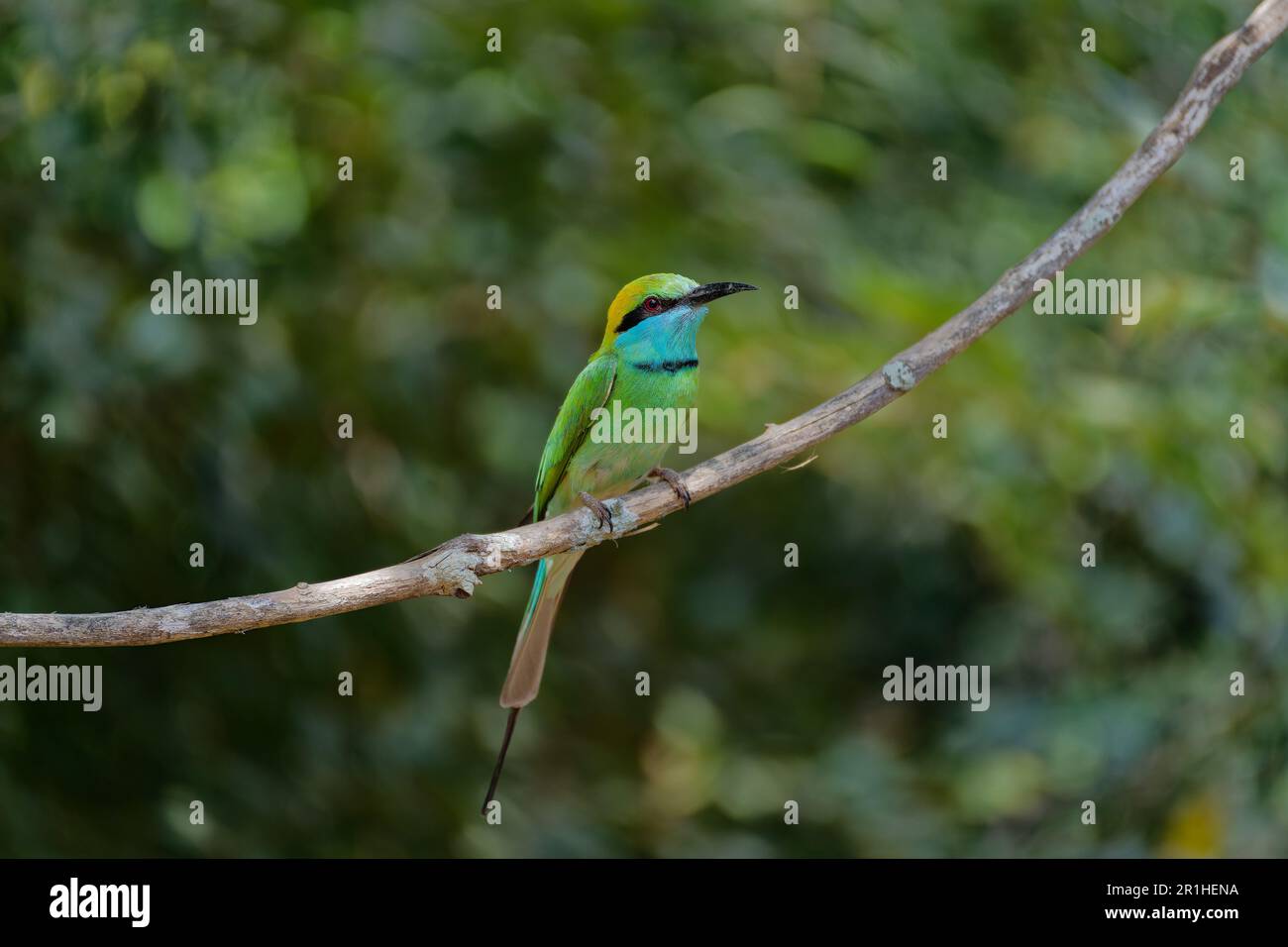 King fisher bird on a tree Stock Photo - Alamy